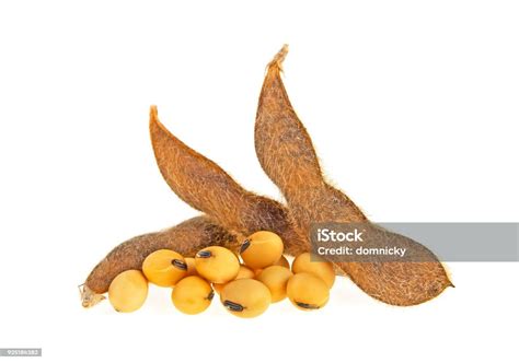 콩 깍 지 흰색 배경에 고립입니다 콩건강 식품에 대 한 단백질 공장 0명에 대한 스톡 사진 및 기타 이미지 0명 갈색