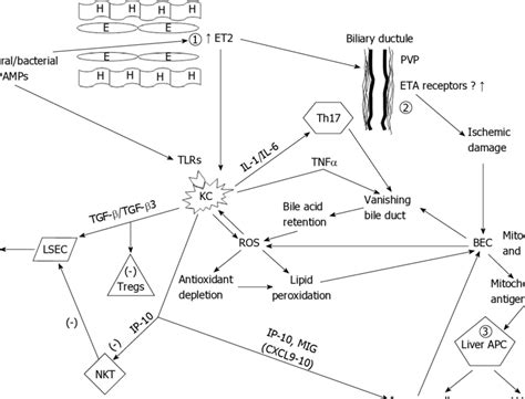 Liver Sinusoidal Endothelial Cells And Kupffer Cells Are Mandatory In