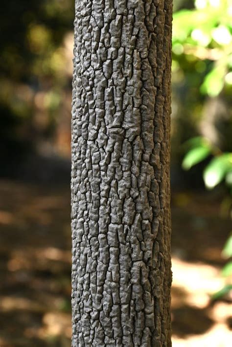 Ehretia Dicksonii Euonymus Sieboldianus Tree Boraginaceae
