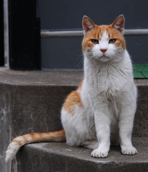 Types Of Tabby Cats Crazysalo