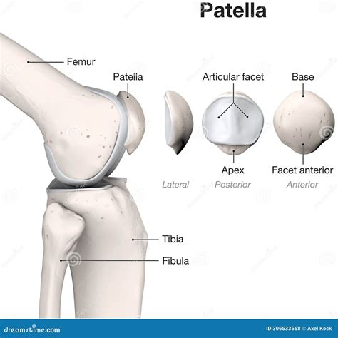 Healthy Knee Joint Anatomy Patella Labeled 3d Illustration Stock