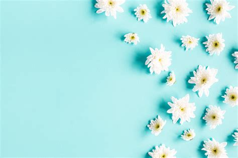 꽃 조성물 파란색 배경에 흰색 국화 꽃입니다 플랫 레이 상단 보기 복사 공간 0명에 대한 스톡 사진 및 기타 이미지 0명