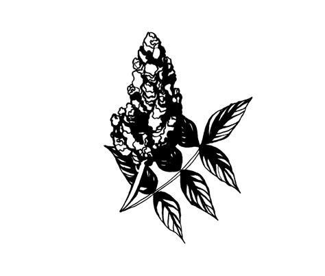 Sumac Va Events