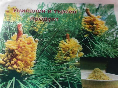 Здраве за теб 🍀Боров прашец за защита на черния дроб Цена 44 лв Опаковка 60 таблетки в една