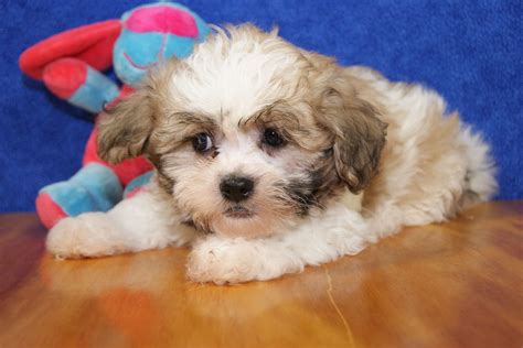 فروش زیبا ترین سگ های عروسکی Iran