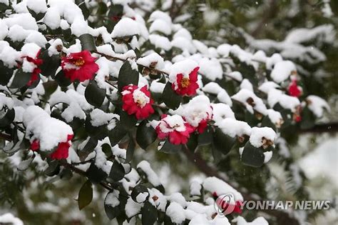 눈 덮인 빨간 동백꽃