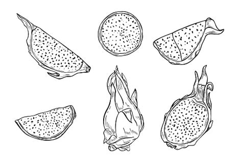 열대 전체 절반 및 조각 Pitahaya 선인장 손으로 그린 벡터 일러스트 레이 션은 검은 잉크로 그려져 있습니다 향기로운 드래곤 과일 에칭 드로잉 세트 열대 장식 패키지