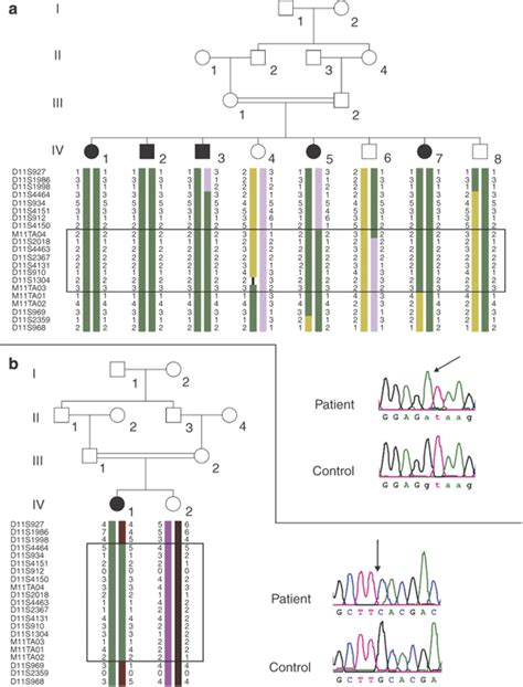 Pedigrees Haplotype Analysis And Mutations In St14 A Pedigree Of Download Scientific