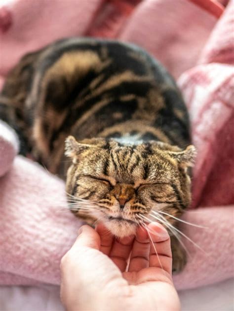Choosing The Best Cat Litter Types And Recommendations Cat Care And
