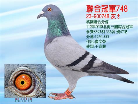 116賽鴿網 🎖桃園聯合分會🎖 冬季北海三關綜合入賞鴿照 參賽8393羽，336舍，殘47羽 攝影師：蕭天輔