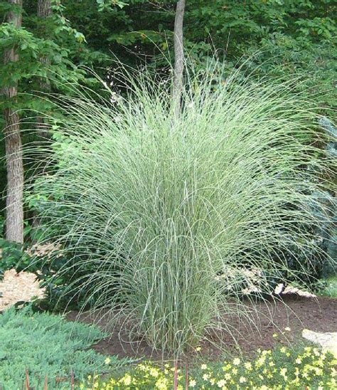 Grass Maiden ‘morning Light Uncle Johns Home And Garden