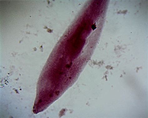 He1006404 Philip Harris Prepared Microscope Slide Paramecium