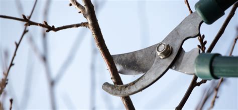 Cómo podar un árbol en simples pasos Zaask España