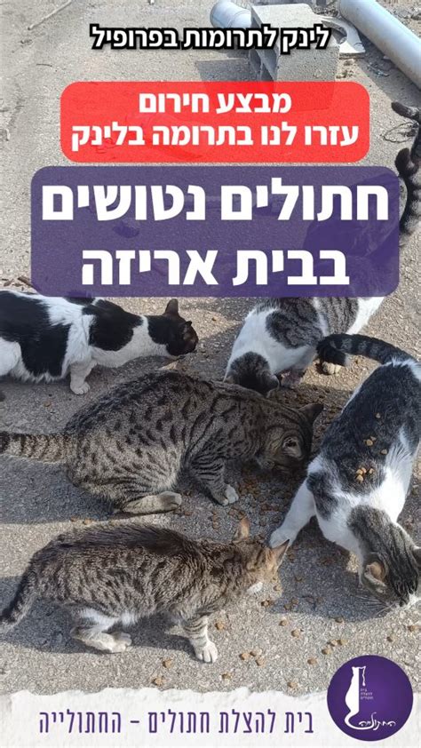 החתולייה בית להצלת חתולים ‎ ‎עם 550 חתולים אין לנו יכולת לספק לכל