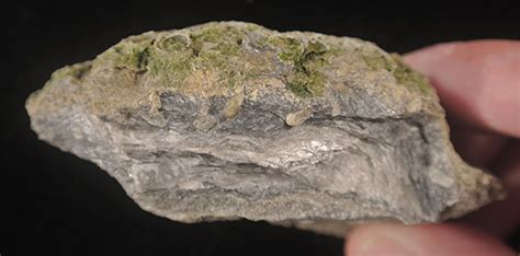 Woosters Fossil Of The Week An Encrusted And Bored Oyster From The Upper Jurassic Of Northern