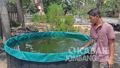 Budidaya Ikan Gurami Warga Ngepeh Ngoro Jombang Raup Untung Besar