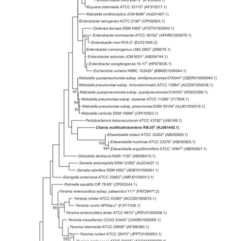 Maximum Likelihood Phylogeny Based On 16s Rrna Gene Sequence Comparison