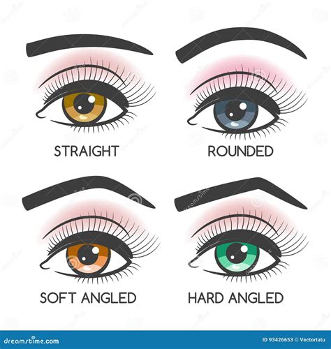 Popular Female Eyebrows Shape Set Stock Vector Illustration Of Angled