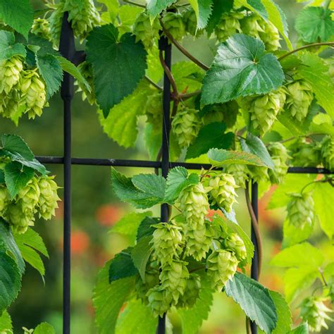 Nugget Hops Vine Gurneys Seed And Nursery Co
