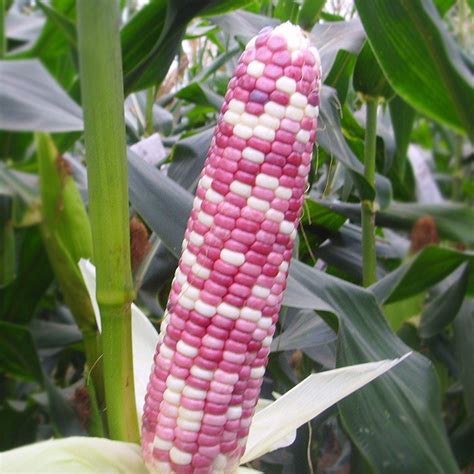 Biji Benih Jagung Warna Jagung Manis Sweet Corn Seed Vegetable Seed 15g 超甜彩糯玉蜀黍 Jagung