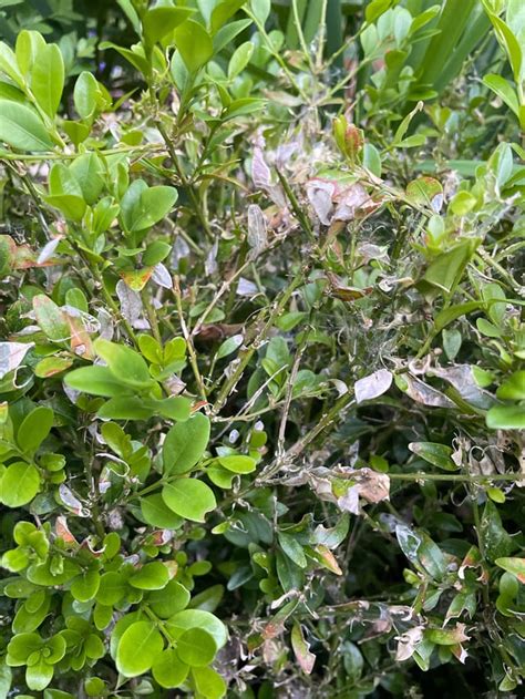 Box Tree Caterpillar Rukgardening