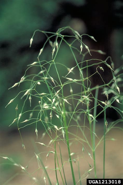 Indian Ricegrass