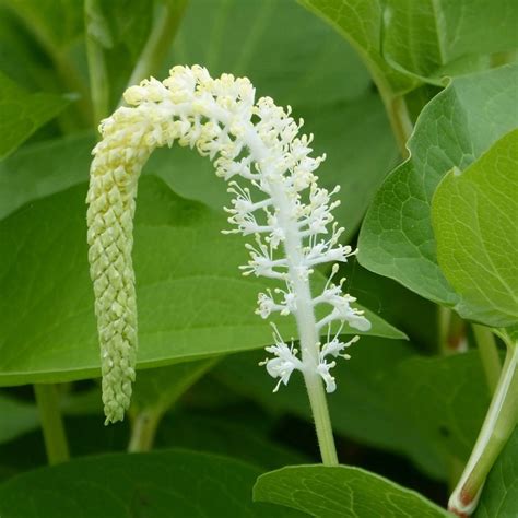 Buy Swamp Lily Saururus Cernuus Delivery By Waitrose Garden