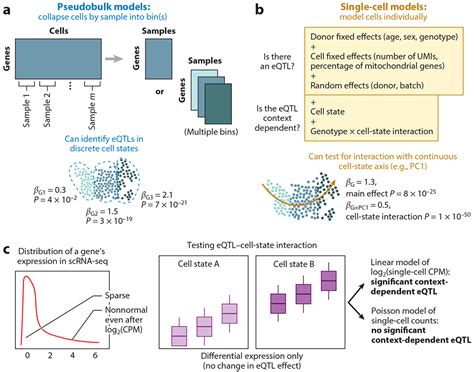 Methods And Insights From Single Cell Expression Quantitative Trait