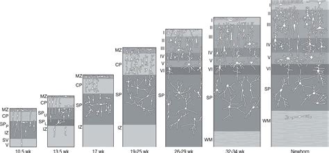 Organizational Events Clinical Tree