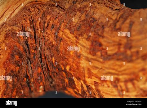 Textured Curved Wooden Snag Of Brown Color With Texture On A Black Background Decorative Wooden