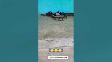😮😮shortvideo Viral Python Youtube