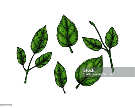 一組手繪的綠色樹枝和葉子孤立在白色背景彩色草圖風格的向量插圖向量圖形及更多一個物體圖片 一個物體 一組物體 健康的生活方式 Istock