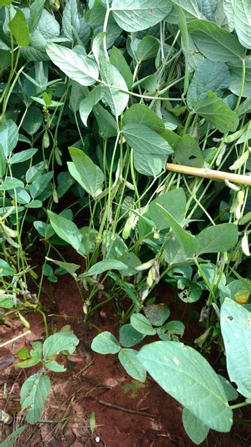 Abortamento De Vagens Em Soja Revista Cultivar