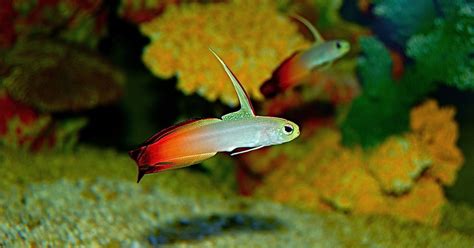 Whats The Best Fish For A Saltwater Tank Utah Saltwater Fish Company