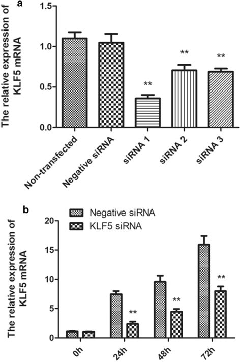 Klf5 Functions In Proliferation Differentiation And Apoptosis Of
