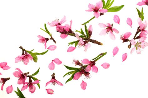 벚꽃 복사 공간 텍스트와 흰색 배경에 고립 된 사쿠라 꽃 최고의 볼 수 있습니다 평면 위치 패턴 0명에 대한 스톡 사진 및 기타