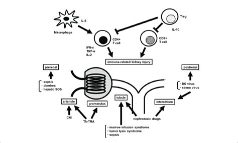 Overview Of The Pathophysiology Of Aki After Hct Aki Acute Kidney Download Scientific