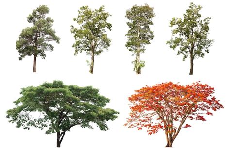Premium Photo The Collection Of Trees Isolated Trees On White Background