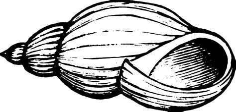 Snail Shell Vintage Illustration 13562215 Vector Art At Vecteezy