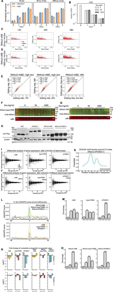 Transcriptome Wide Characterization Of Rabe A Cell Proliferation Of Download Scientific