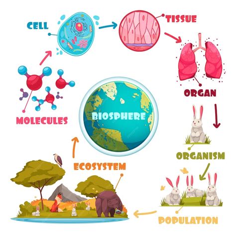 Biological Hierarchy Infographics Illustrated Images