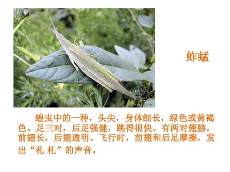 土壤中的小动物 word文档在线阅读与下载 无忧文档