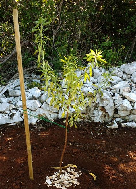 How To Grow Almond Tree Caring Planting And Growing Tips The Arches