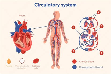 Free Circulatory System Download Free Circulatory System Png Images
