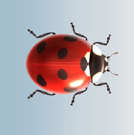 What Is A Ladybug Interesting Facts About Ladybugs