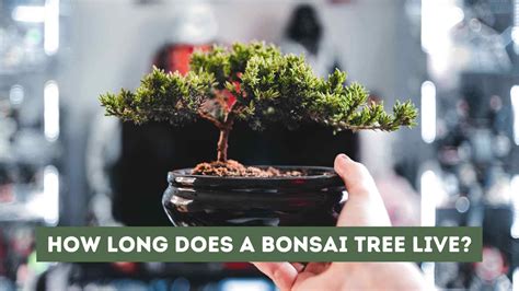 How Long Does A Bonsai Tree Live Explained