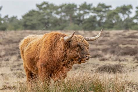 Premium Photo Beautiful Highland Cow Cattle Bos Taurus Taurus