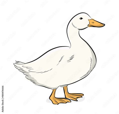 Cartoon Duck Vector Illustration Stock Vector Adobe Stock
