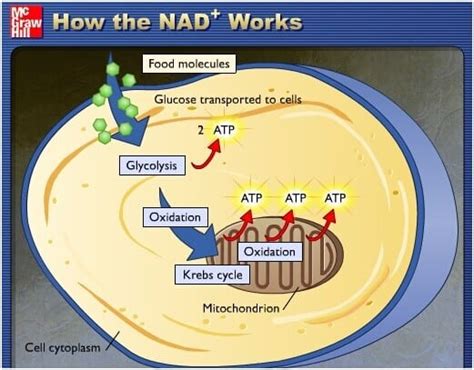 Nadhcoenzyme I Co E1nicotinamide Adenine Dinucleotide Reduced