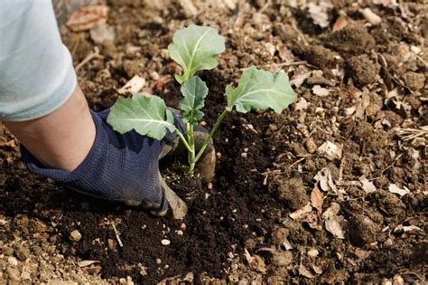 5 Causes Of Broccoli Buttoning And How To Deal With Tiny Heads